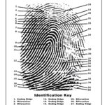 FD-258 Fingerprint Card with Instructions for Use